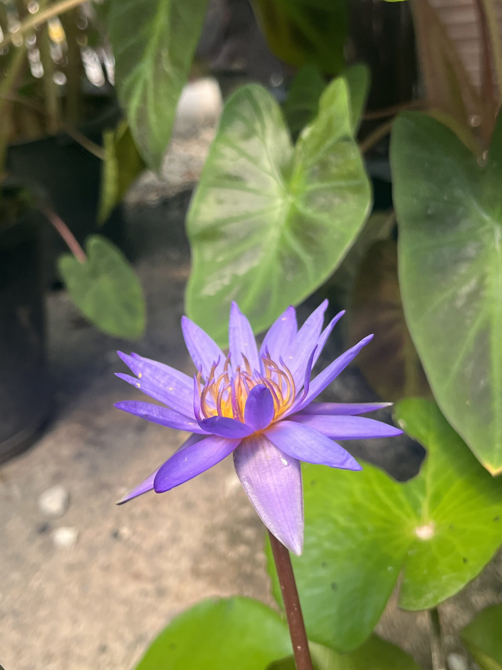 Green Score Sdn. Bhd. @PJ - Eco Nursery